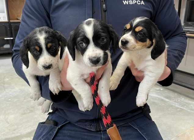 Rescue Pets - Decs Pets