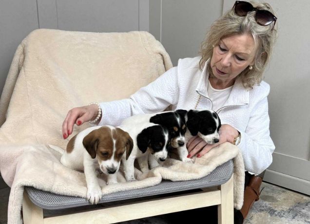 Rescue Pets - Decs Pets